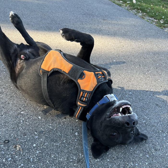 Just a pupper taking a break - 9GAG