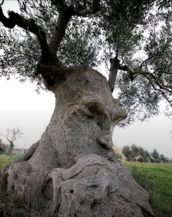 Birch, The thinking tree - 9GAG