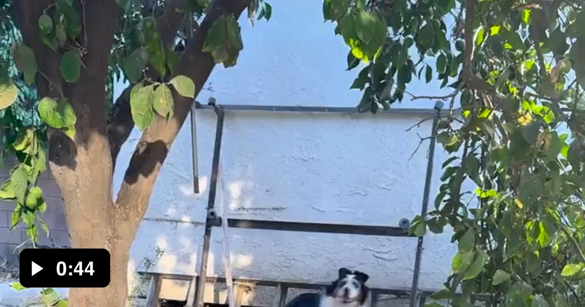 She boops with the snoot - 9GAG