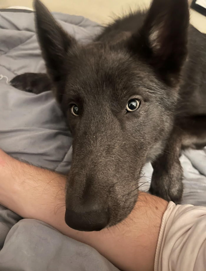 A not so ferocious wolf - 9GAG