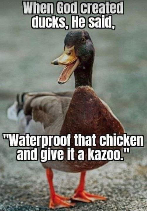 What a quack! - 9GAG