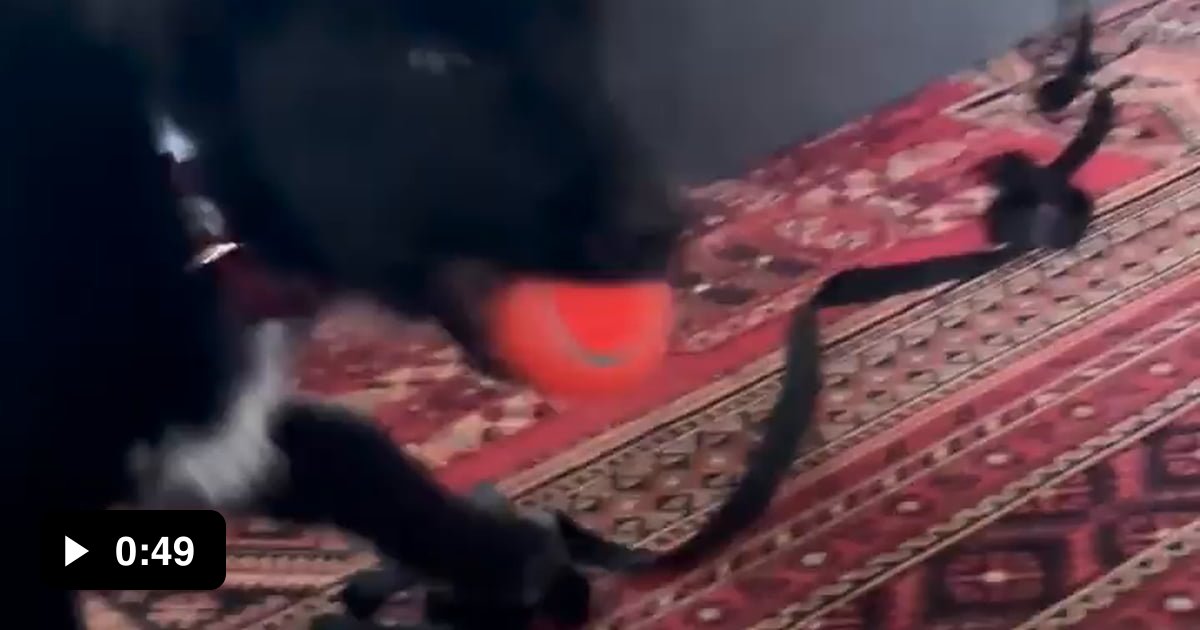 Mango when he was just smol - 9GAG