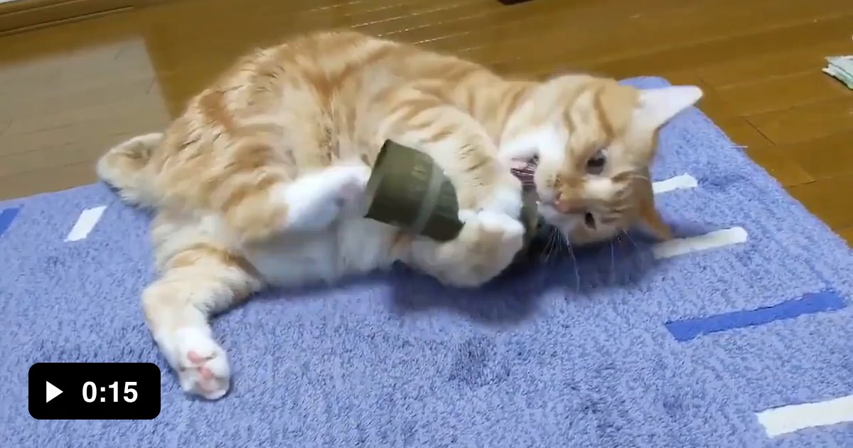 Cat pulls grenade pin - 9GAG