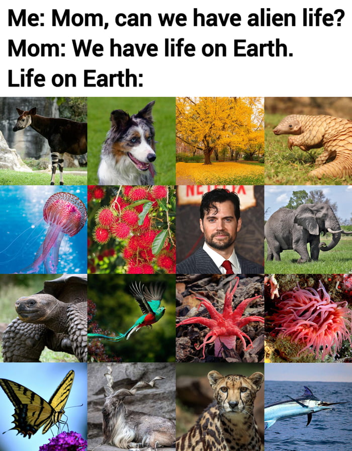Mom, we already have the coolest alien life right here - 9GAG