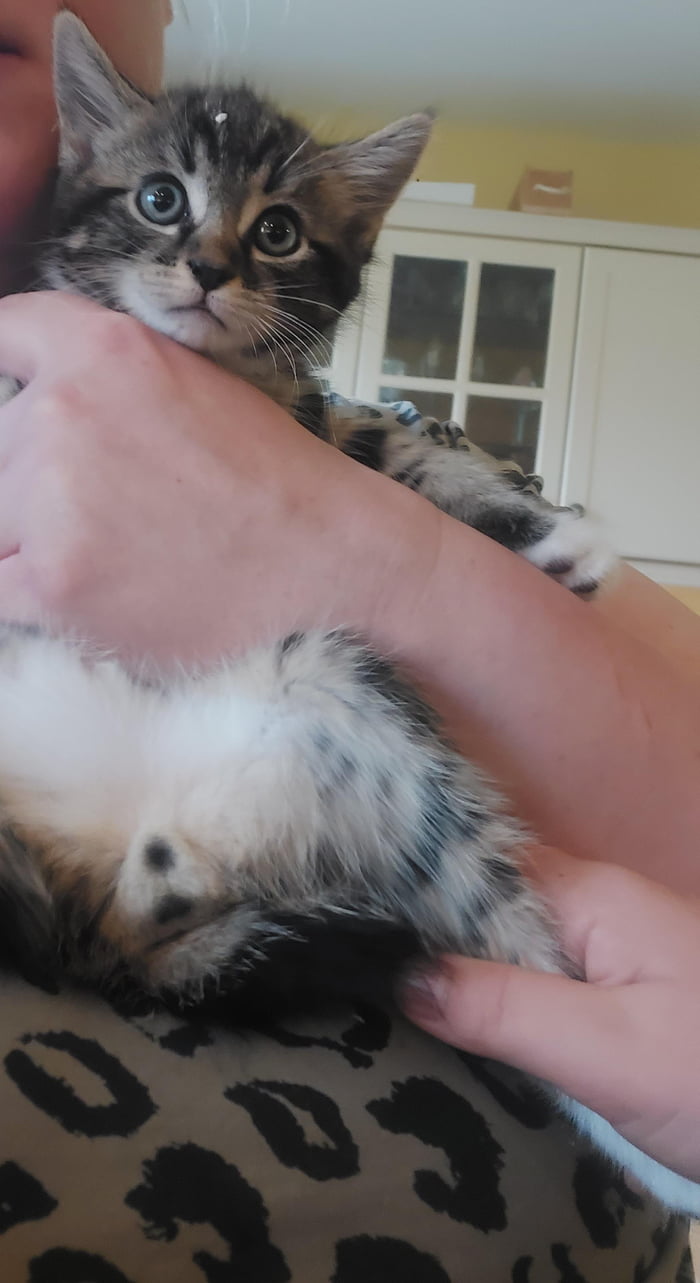 Is this a smol boi or a smol girl? - 9GAG