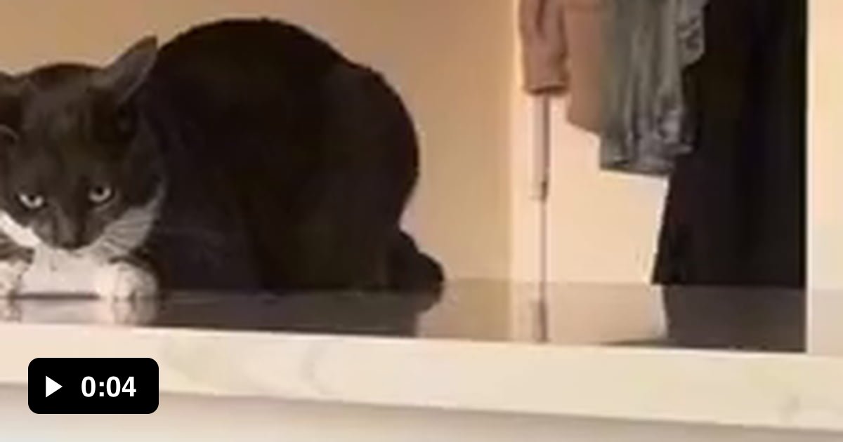 Cat.exe reboot in 3..2..1.. - 9GAG