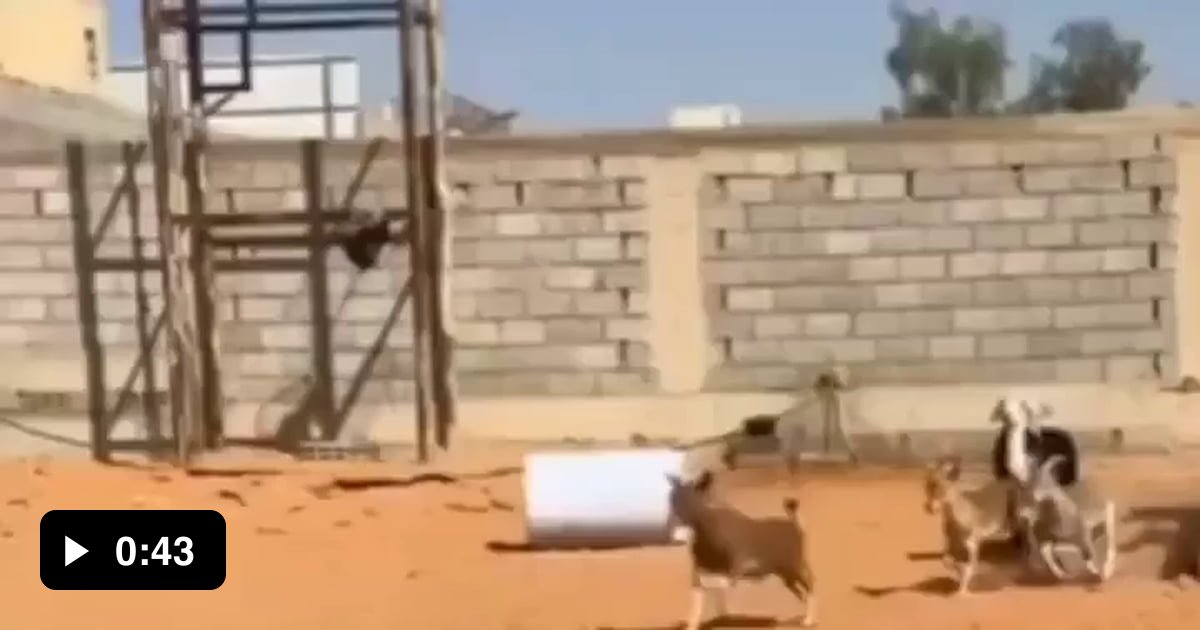 The moment you realise you're a sheep, not a goat like the others - 9GAG