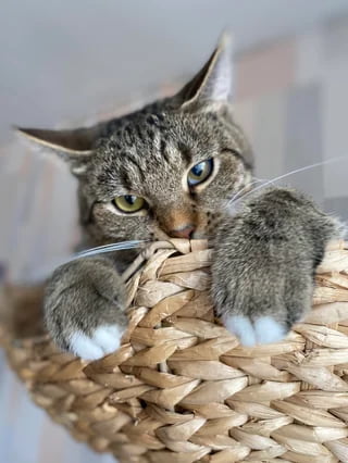 Lunas small paws - 9GAG