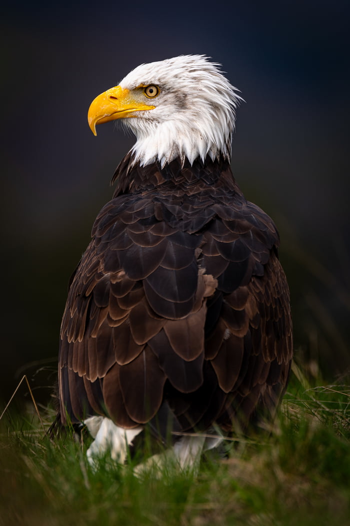 Bald Eagle sensing oil... - 9GAG