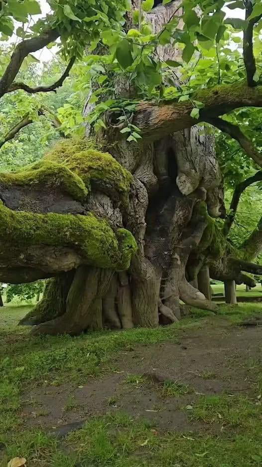 Of a tree. Tilapia in Czechia. - 9GAG