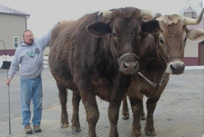 Of a team of oxen - 9GAG