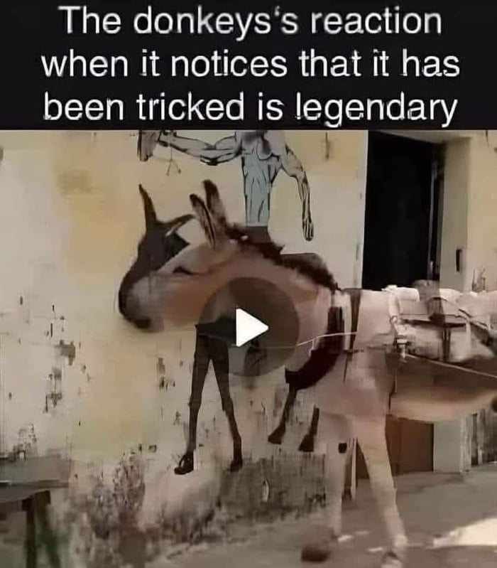 What a Donkey - 9GAG