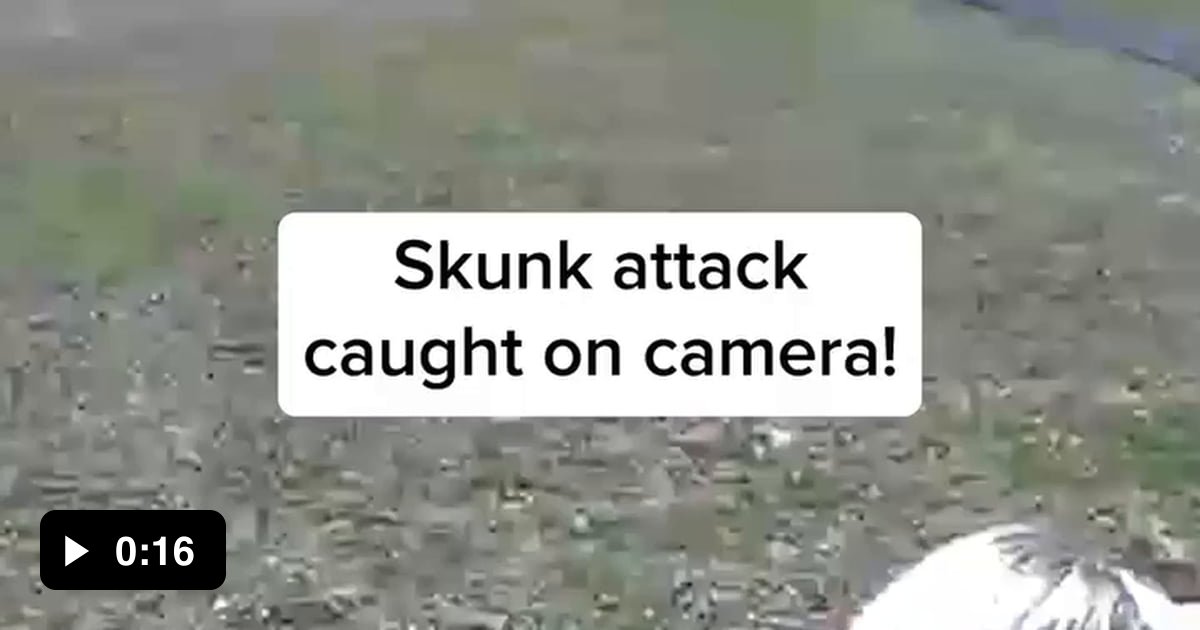This woman's reaction to a skunk is priceless. I can only imagine the ...