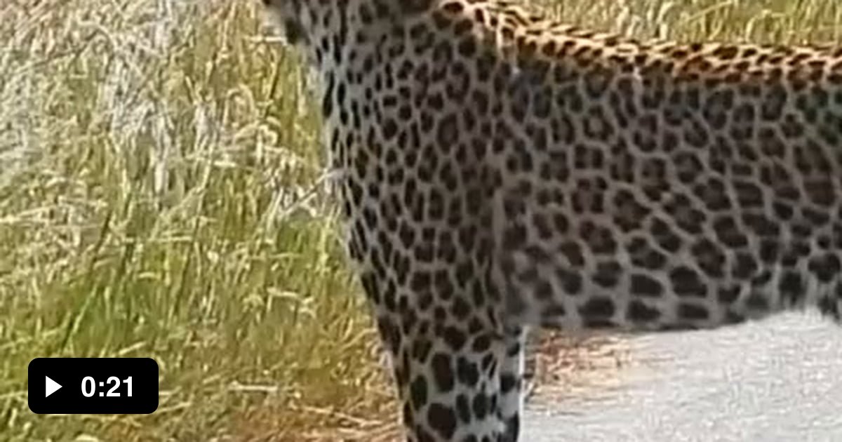 Leopard getting a better view of the Impalas it was hunting - 9GAG