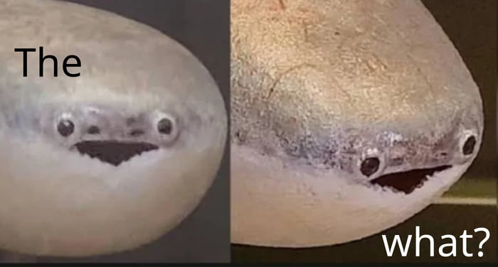 When you discover that you have been reborn as an ordovician jawless fish - 9GAG