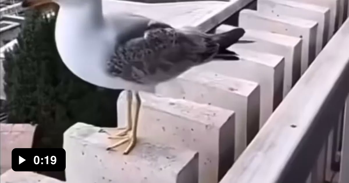 This one mate - 9GAG