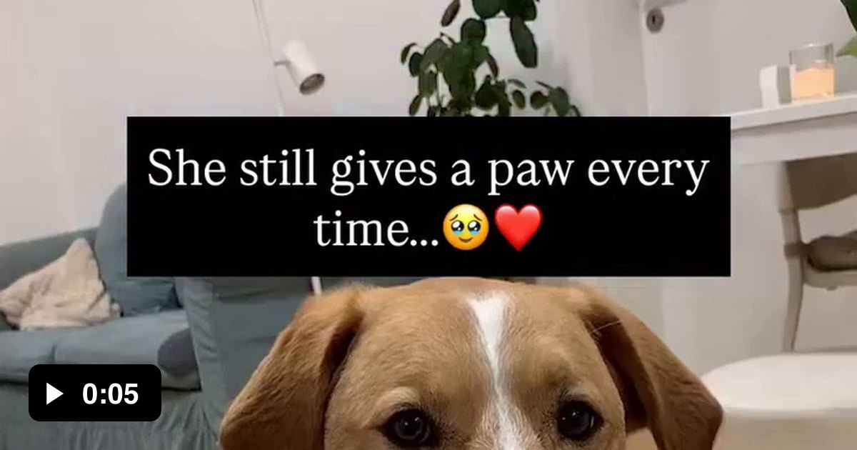 Always ready for a paw-shake - 9GAG