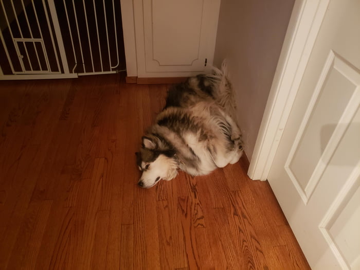 Anyone else's parents name their dog God Damn It - 9GAG