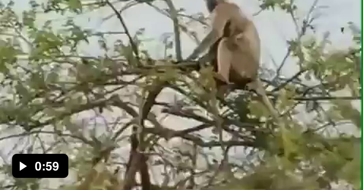 Monkey Vs Tiger - 9GAG