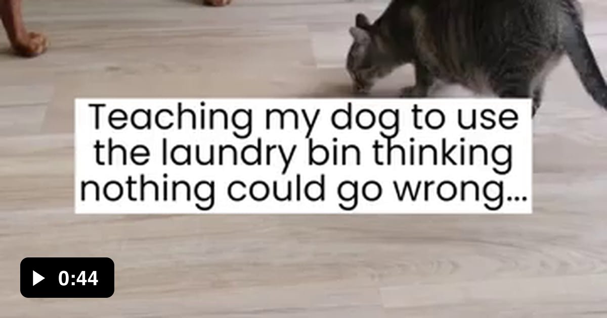 To get your dog to do something useful - 9GAG