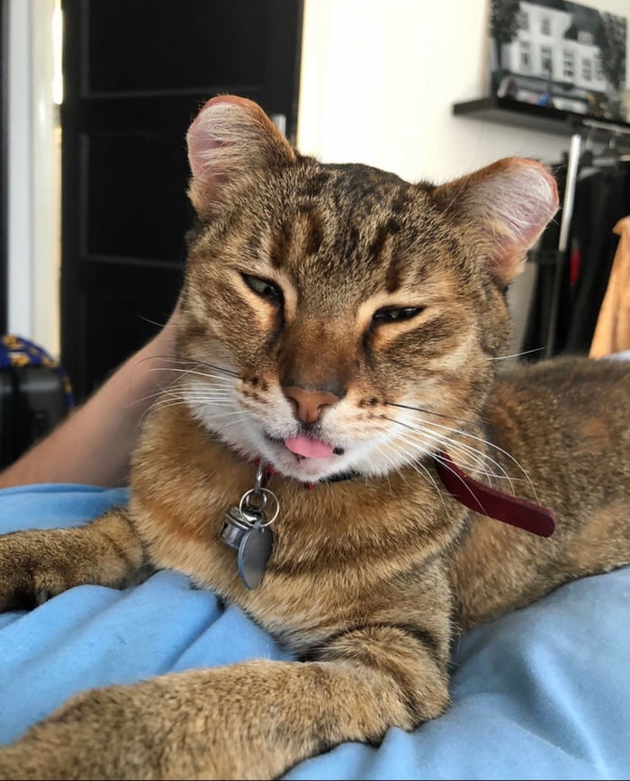 My derpie cat Biertje 🍺 (the vet doesn’t know why the top of her ears slowly developed necrosis ...