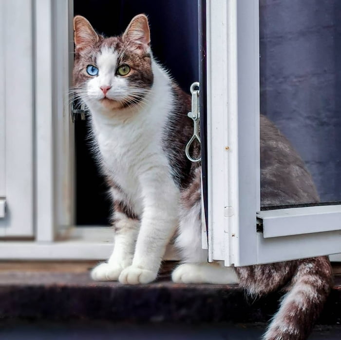 Meet Momo, 3 years old danish cat. - 9GAG