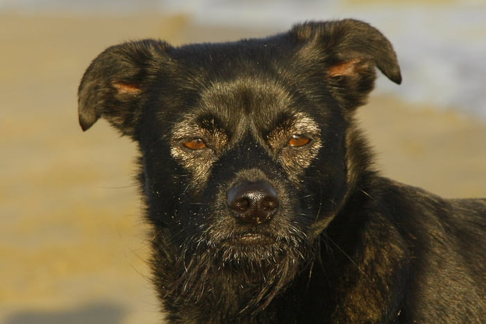 Nigel serious face (puppy edition) - 9GAG