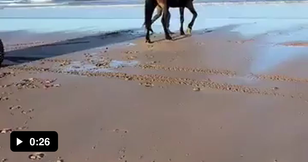 Nothing on earth is more beautiful than a horse running free at full speed - 9GAG