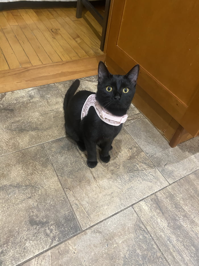 I’m a police officer, so there’s only one logical name to choose. Say hello to Felony - 9GAG