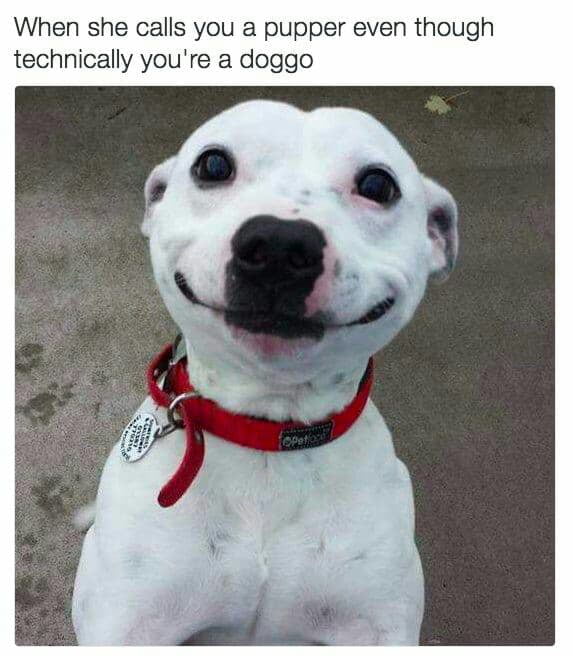 Good boi. - 9GAG
