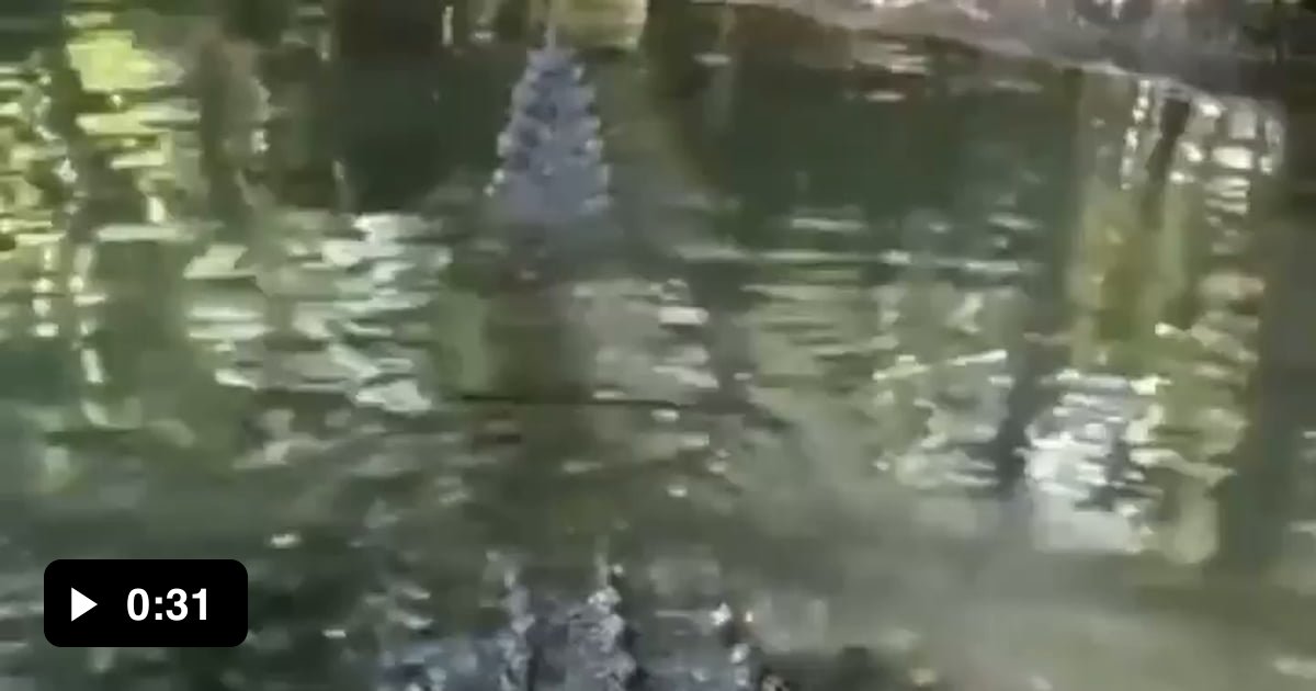 The mating call of an alligator. - 9GAG