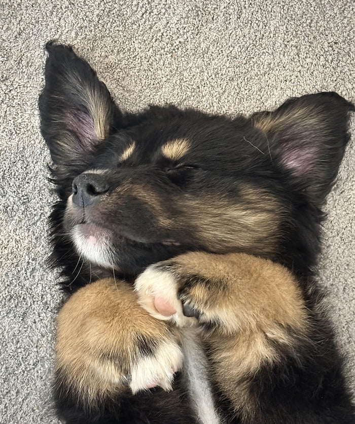 Say hello to Tomato, 10 week old Golden Mountain Dog puppy - 9GAG