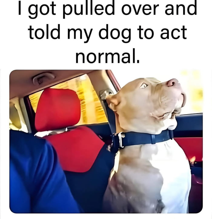 Act normal - 9GAG