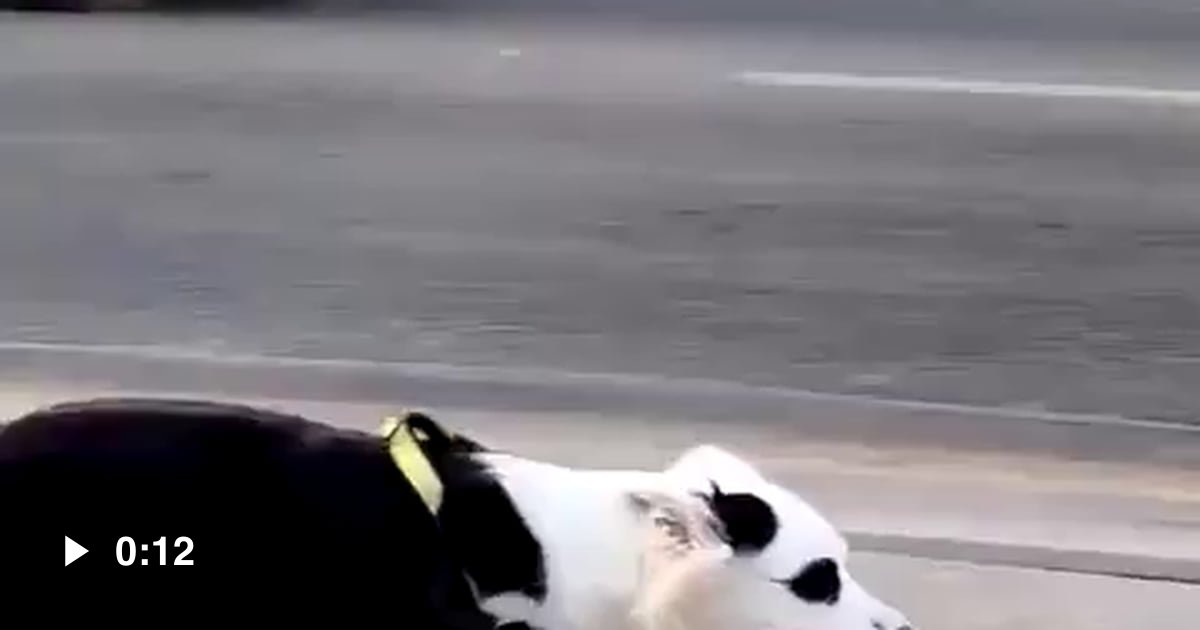 This cute model saw himself on an ad and couldn't resist striking a pose. 😂 - 9GAG