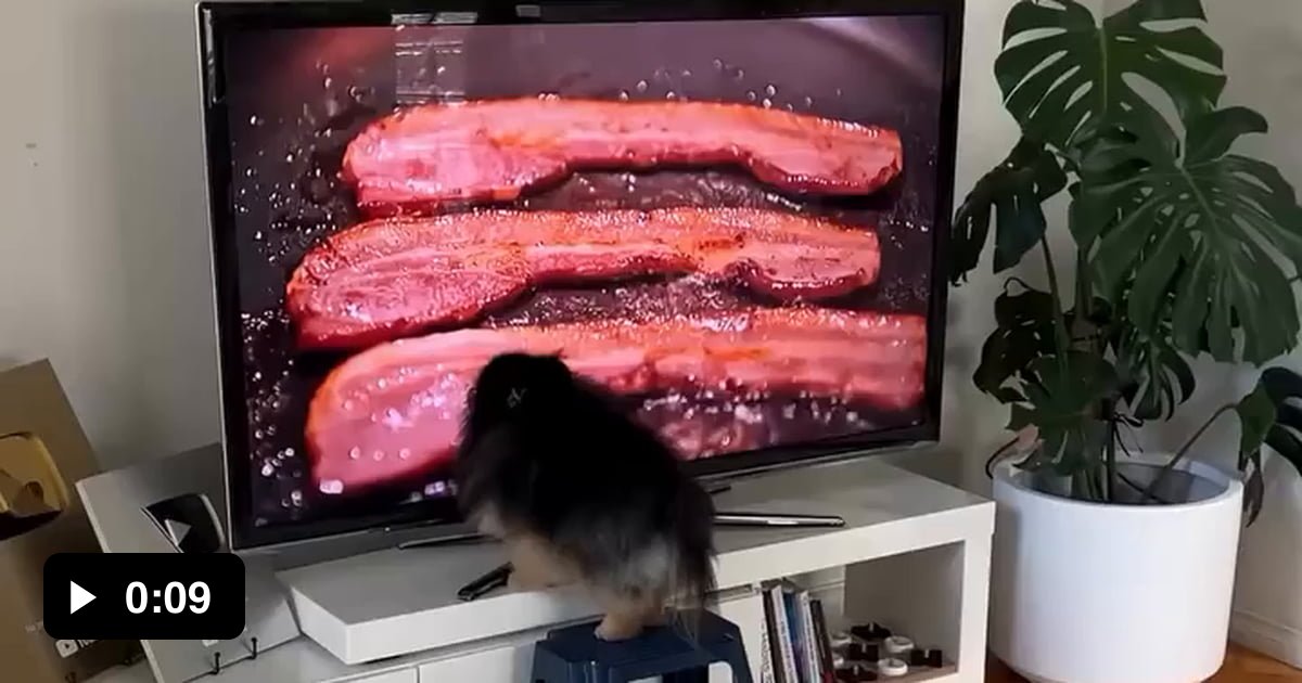 Ahh thats a big bacon num num 🥓 - 9GAG