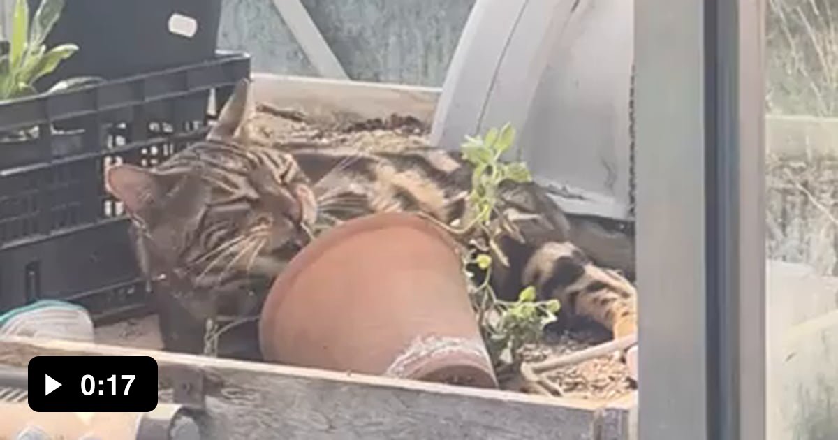 A cat broke into a greenhouse and found the catnip - 9GAG