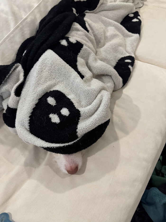 Ever run all over thinking your dog has vanished only to find a hidden ...