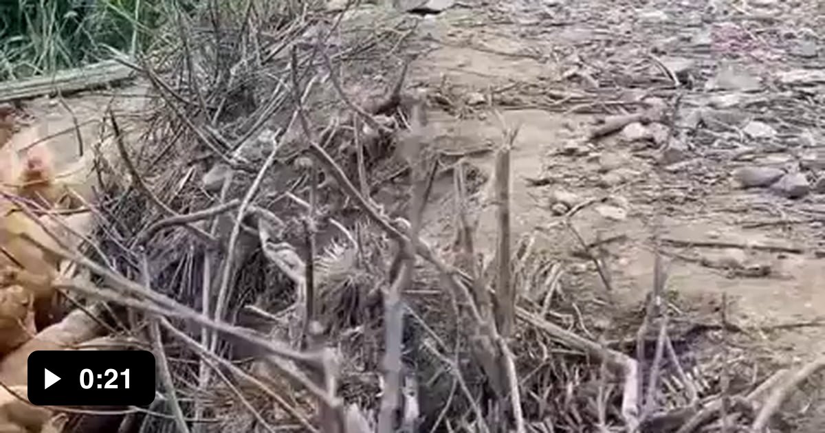 A Horde Of Chickens Answers The Call Of Owner - 9GAG