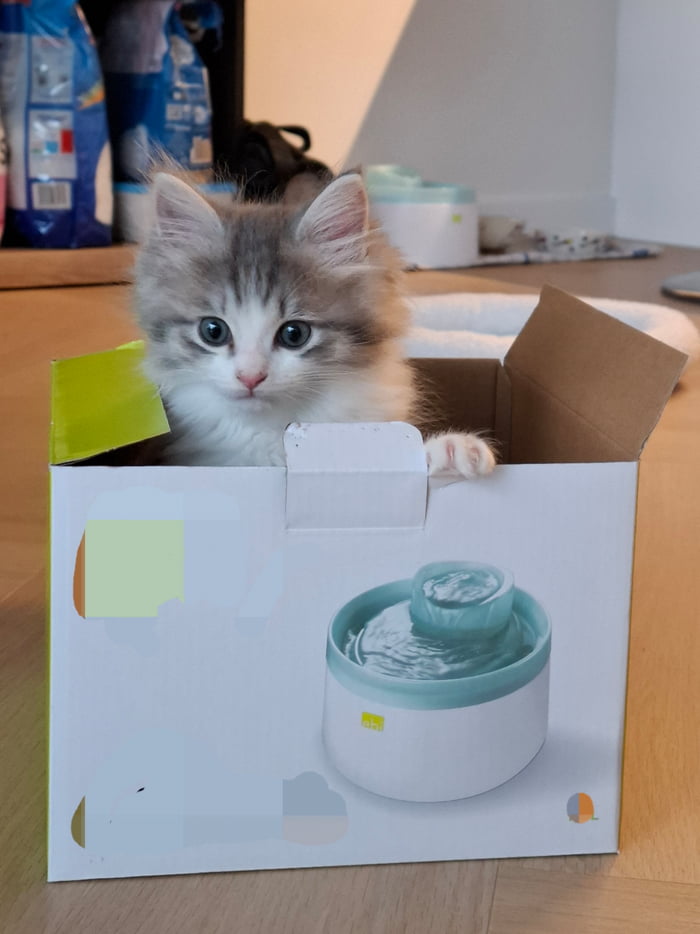 Kitten in his box - 9GAG