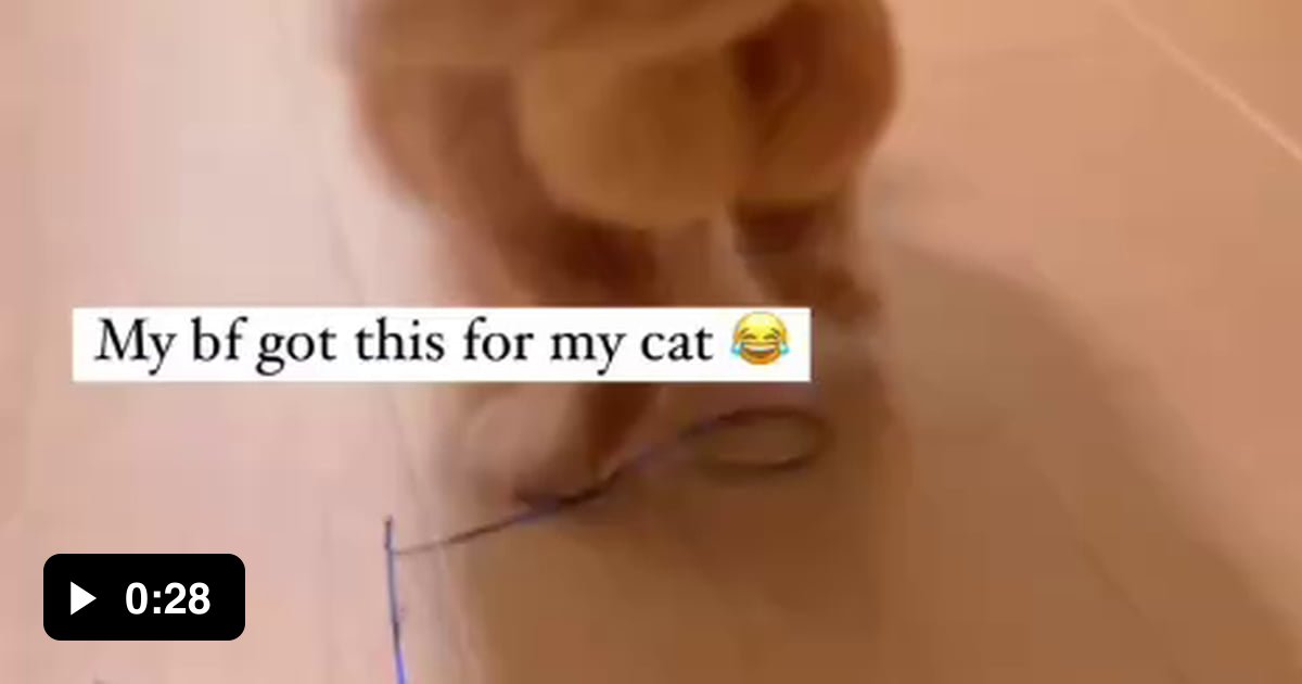 The best accessory for neutered cats was found online - furry bells. The cat doesn't look happy ...