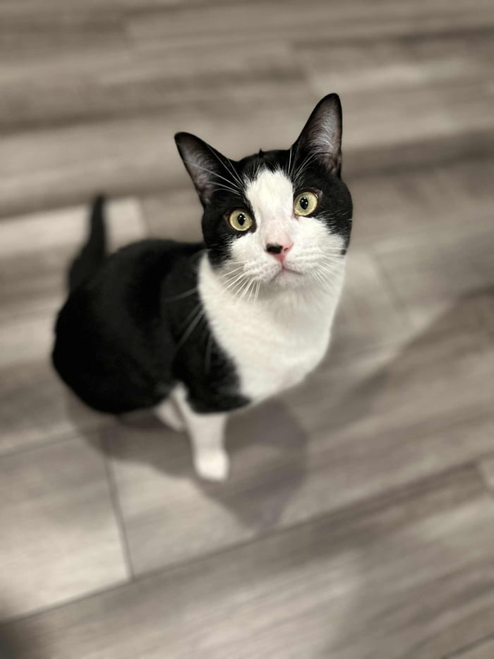 Dingus in all his meowjesty - 9GAG