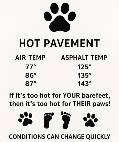 Remember to check the pavement temperature before walking your furry ...