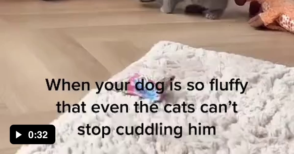 It's so fluffy, must always cuddle! - 9GAG