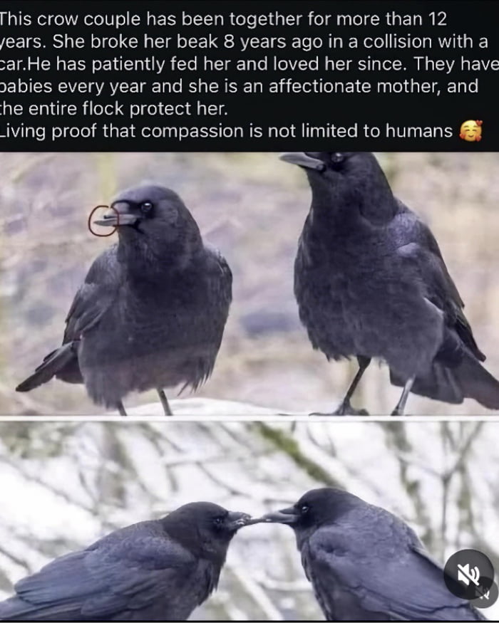 One can learn from this 🐦⬛🐦⬛ The love of crows ~S~ - 9GAG