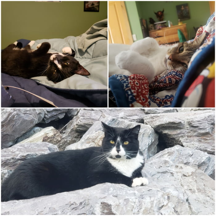 Clockwise - Millie , Adeline, and Glen. Love my fur babies. - 9GAG
