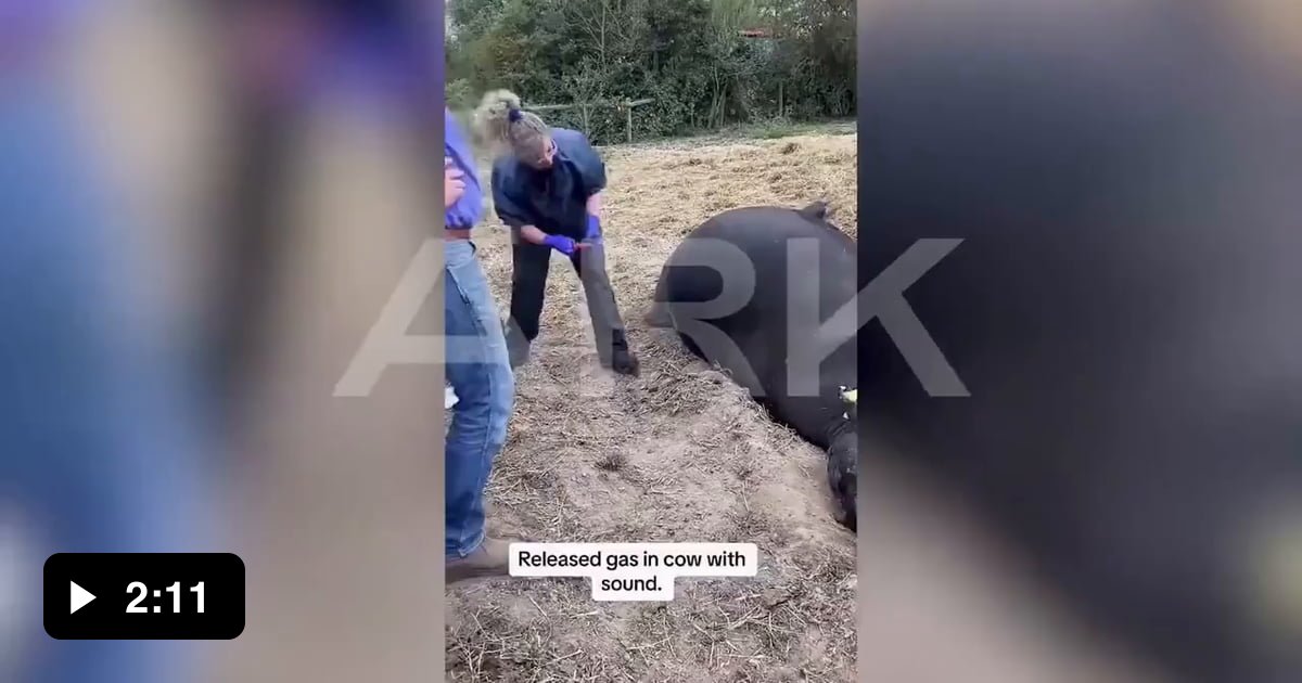 Bloated Cow can't pass gas so gets a helping hand! - 9GAG