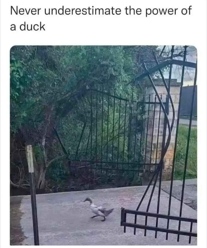 They'll duck you up! 🦆 - 9GAG
