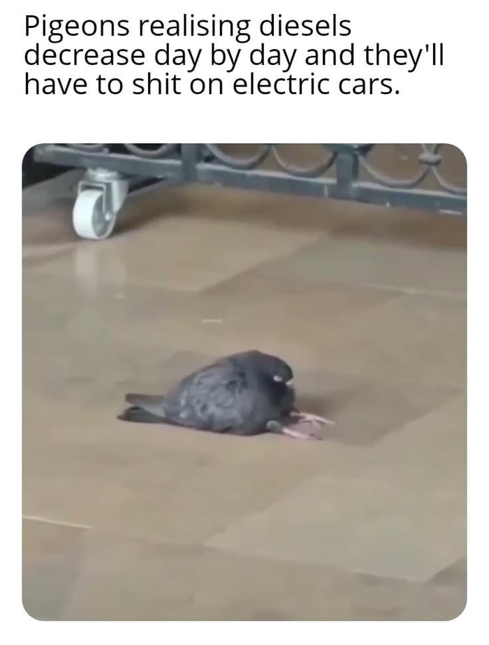 (There's no point shitting on a shit car) - 9GAG