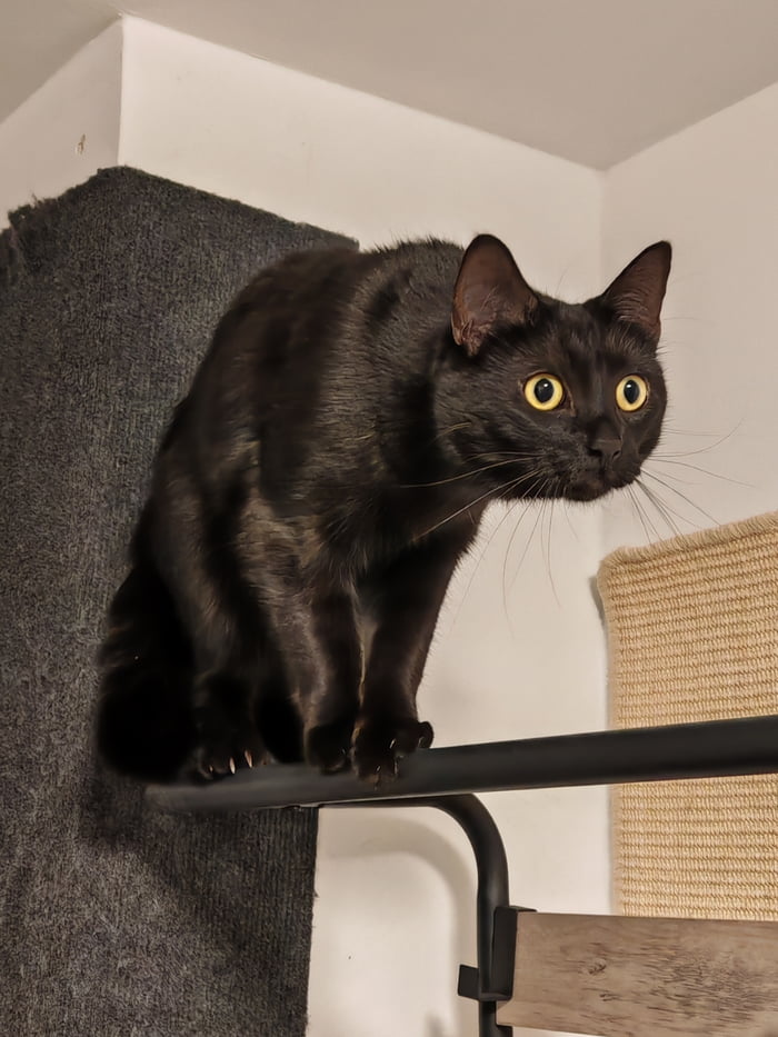 Gargoyle mode engaged - 9GAG