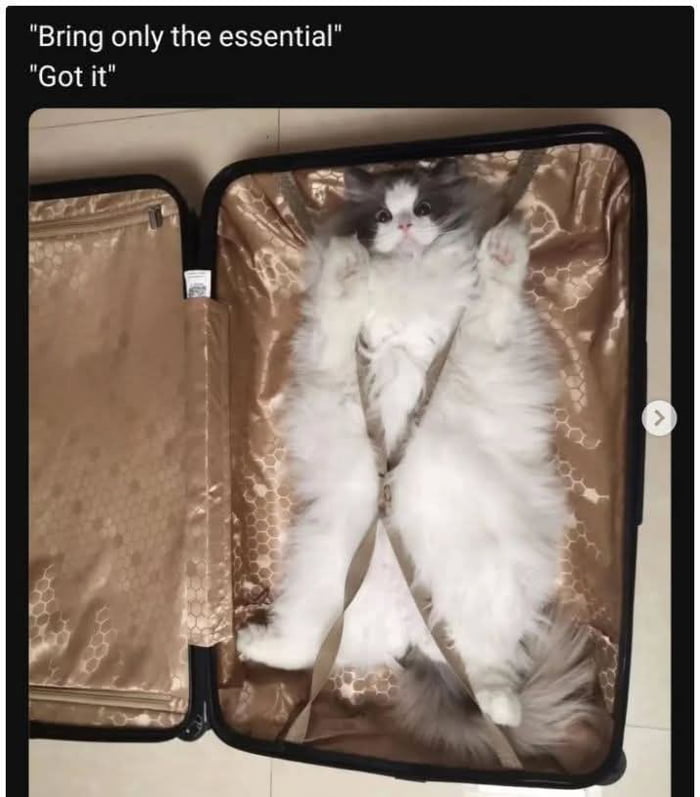 Essential fluff King. And I can't live without him. - 9GAG